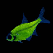 Pristella | GloFish®
